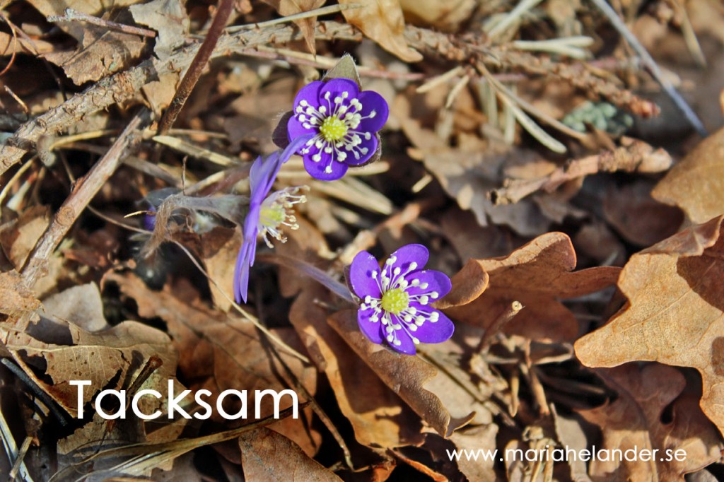 Den billigaste, enklaste och effektivaste vägen till glädje. – Maria ...