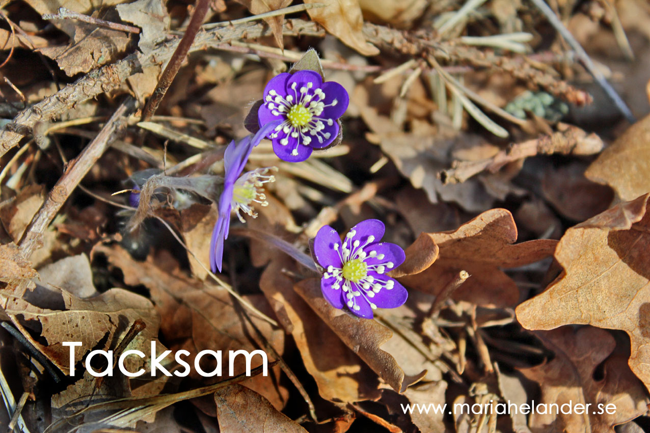 Den billigaste, enklaste och effektivaste vägen till glädje. – Maria ...